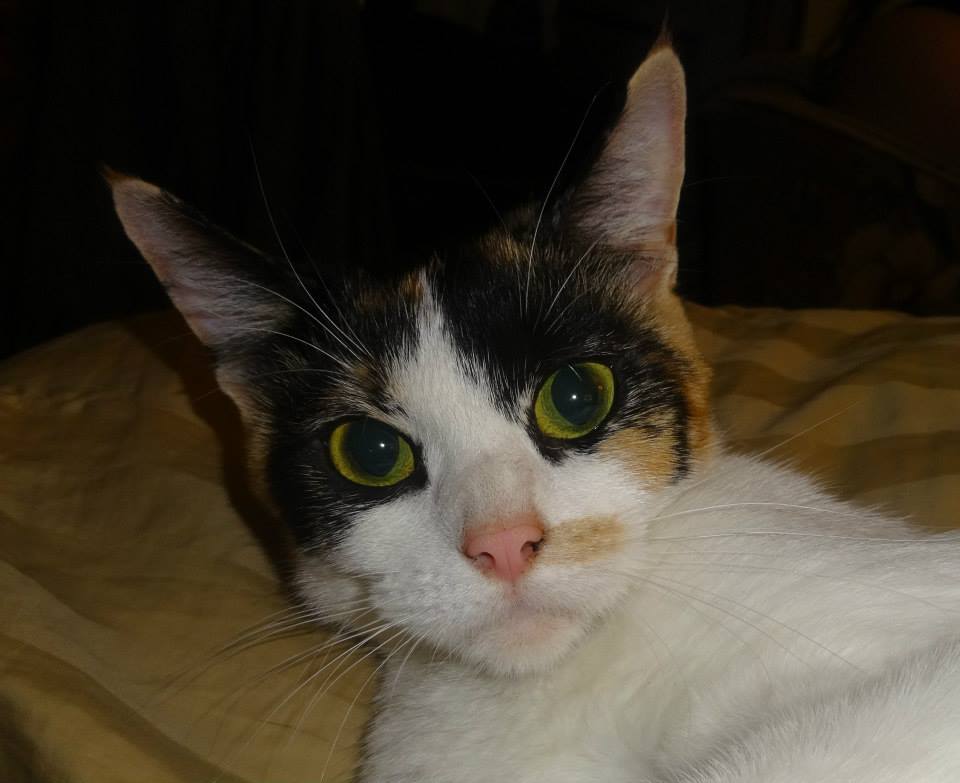 The Wonderful World Of The Tortoiseshell Cat | Eclectic Evelyn