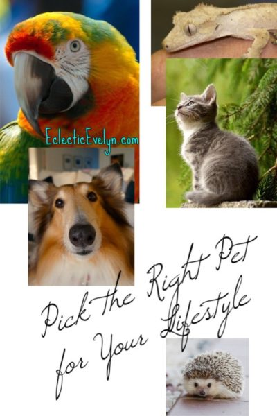 How To Pick The Right Pet For Your Lifestyle | Eclectic Evelyn