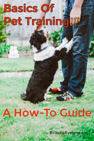 Basics Of Pet Training: A How-To Guide | Eclectic Evelyn