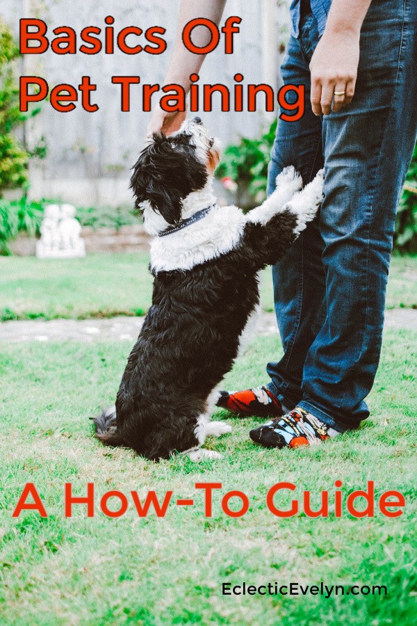 Basics Of Pet Training: A How-To Guide | Eclectic Evelyn