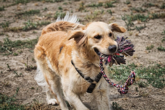Positive Reinforcement Dog Training Tips | Eclectic Evelyn