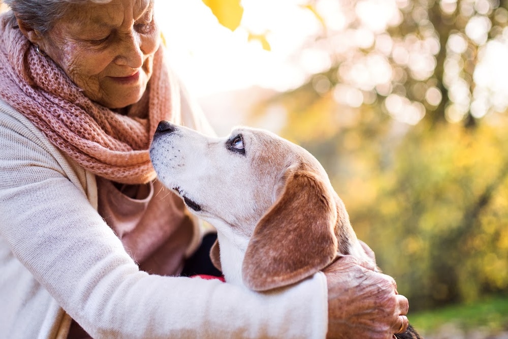 Boost Your Aging Dog's Mobility: 10 Key Strategies For Success ...