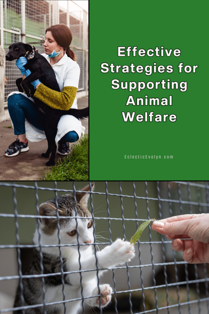 Effective Strategies For Supporting Animal Welfare | Eclectic Evelyn